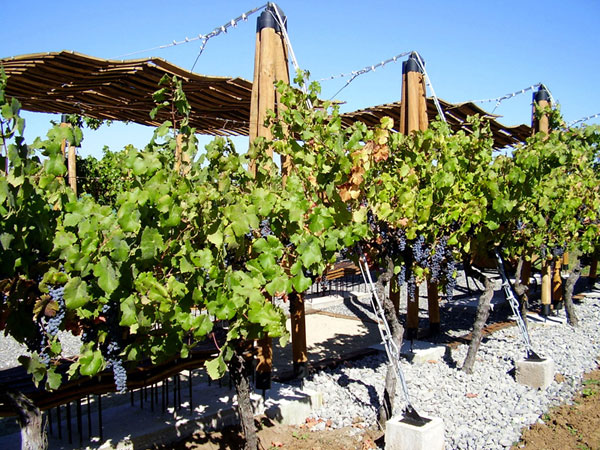 Estación de descanso en los viñedos. Talca, Chile. 2007. - GrupoTalca