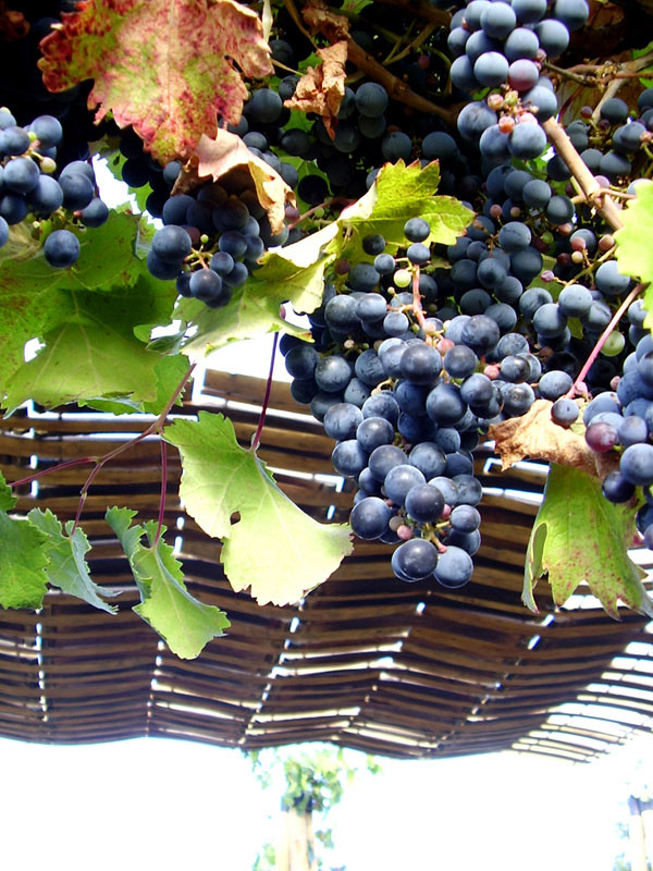 Estación de descanso en los viñedos. Talca, Chile. 2007. - GrupoTalca